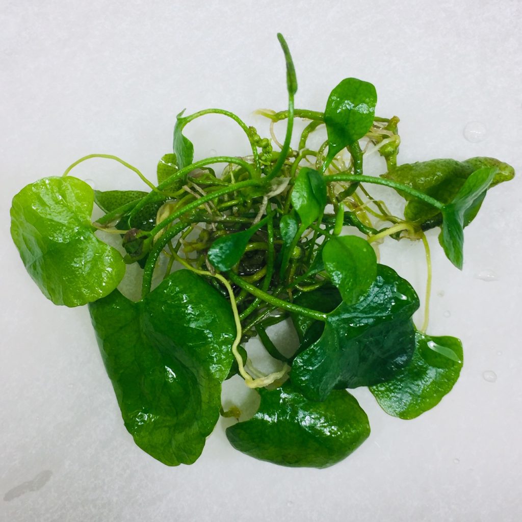 Nymphoides hydrophylla ‘Taiwan’ – Plantek Lab