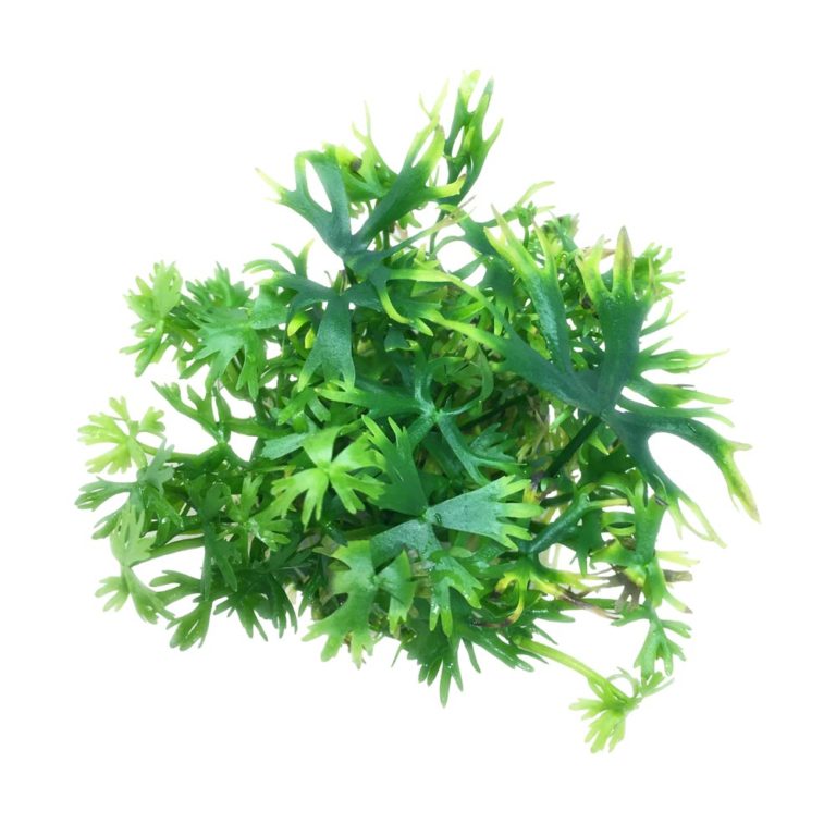 River Buttercup (Ranunculus inundatus) – Plantek Lab – UK Grown Live ...