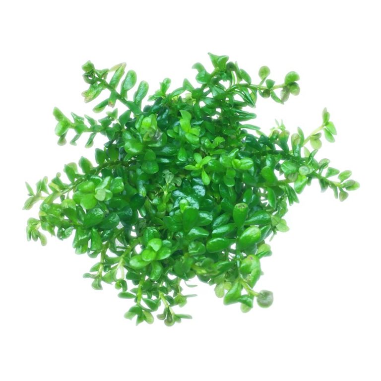 Dwarf Rotala (Rotala rotundifolia) – Plantek Lab – UK Grown Live ...