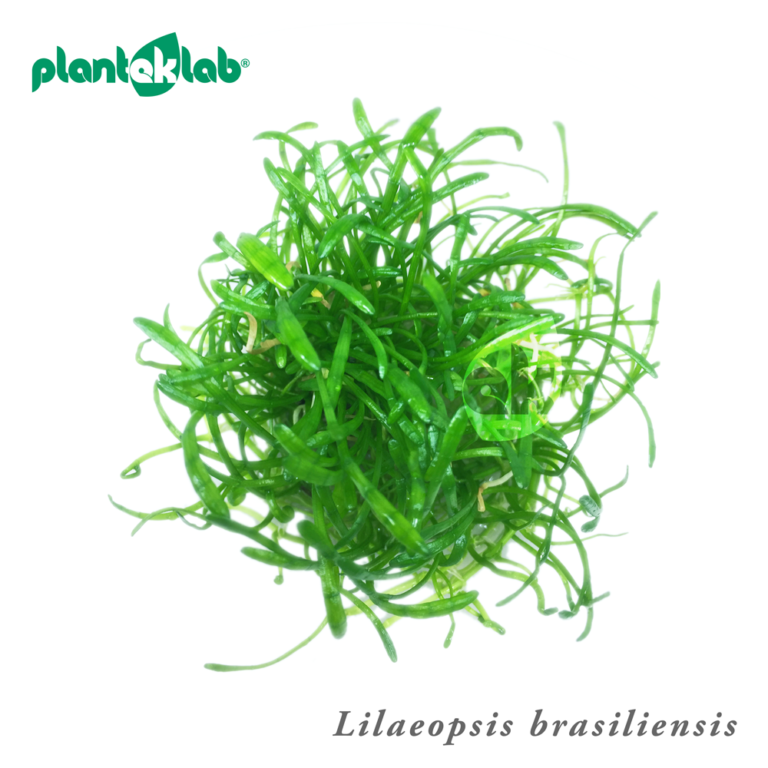 Brazilian Micro Sword (Lilaeopsis brasiliensis) – Plantek Lab – UK ...
