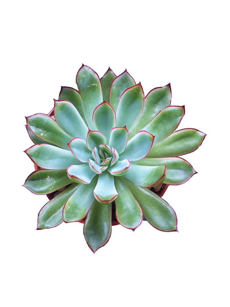 Pulido’s Echeveria (Echeveria pulidonis) – Plantek Lab – UK Grown Live ...