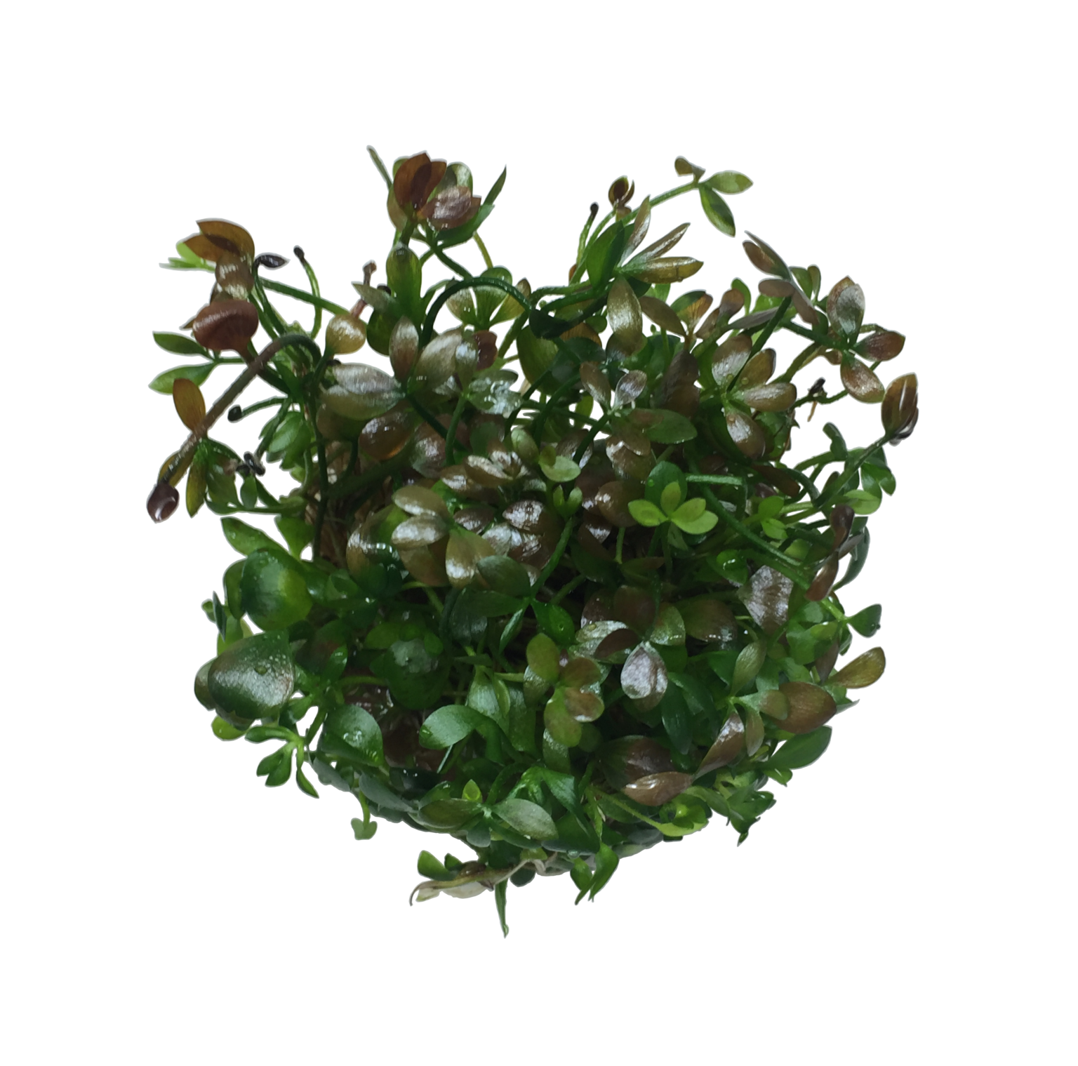 Water Clover (Marsilea hirsuta) – Plantek Lab – UK Grown Live Aquarium ...