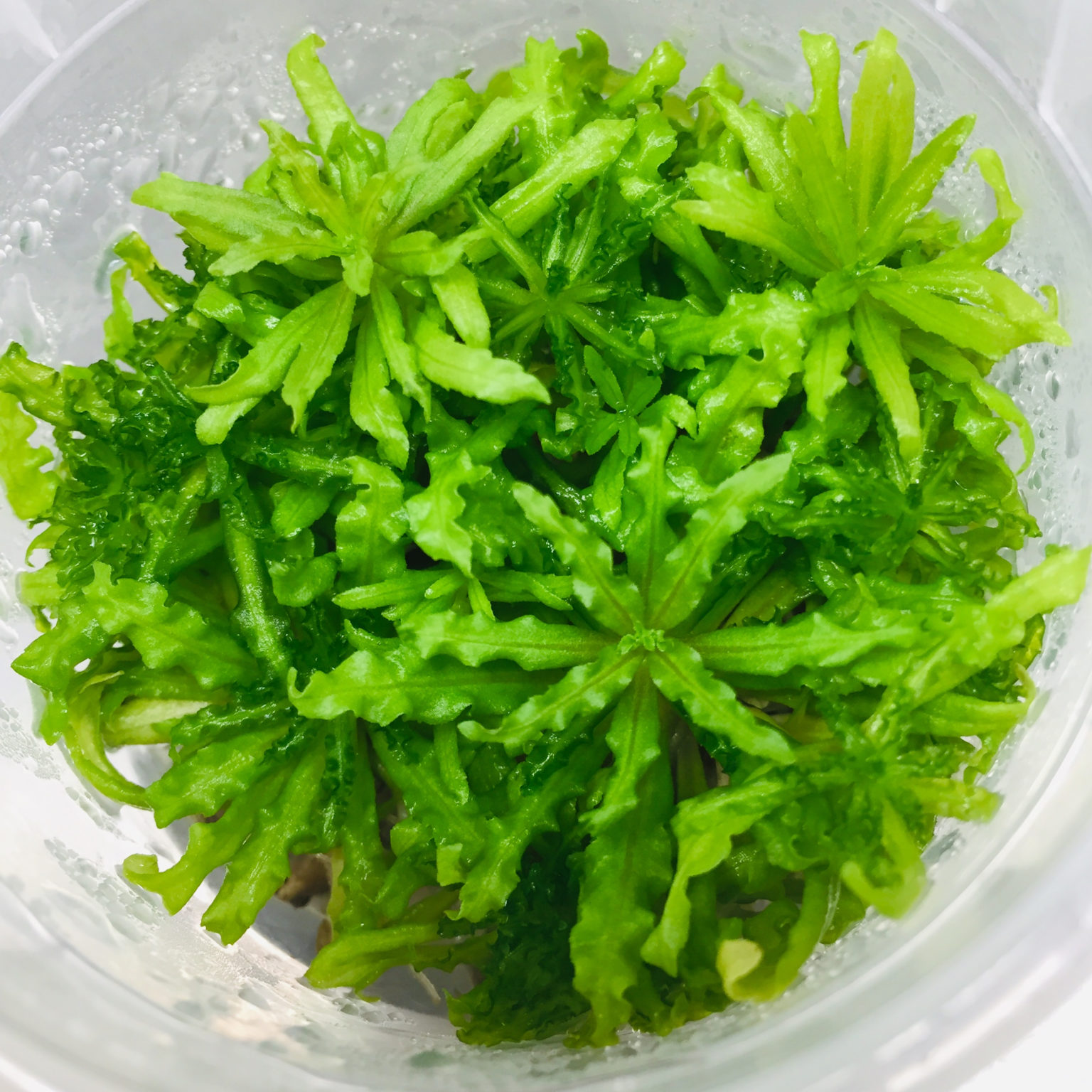 Little Star (Pogostemon helferi) – Plantek Lab – UK Grown Live Aquarium ...